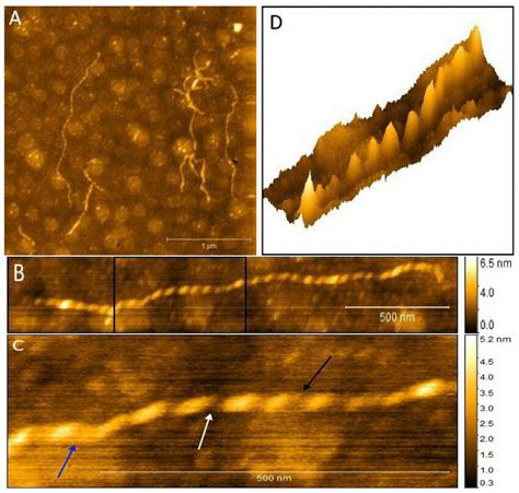Spheroid Aggregates Start To Orientate To Form Larger Protofibrillar