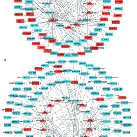 Construction And Analysis Of The Mirna Mrna Network A Regulatory
