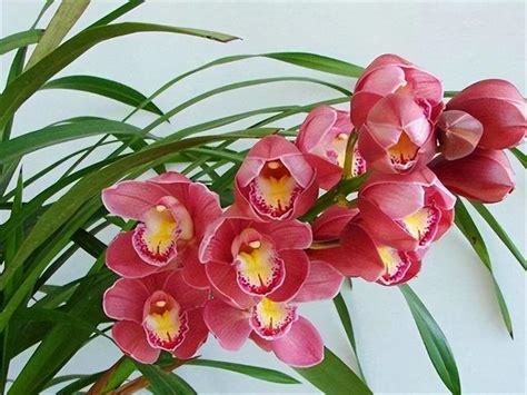 此蘭是「香花之王」，出身名門，無需春化，是無法超越的經典 每日頭條