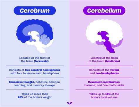 Cerebrum Vs Cerebellum Explained 10 Brain Boosting Tips Neuropsychology General Biology