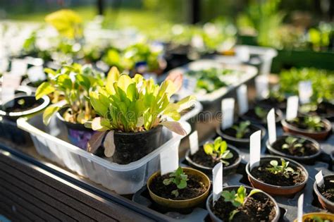 Plastic Pots With Various Vegetables Seedlings Planting Young