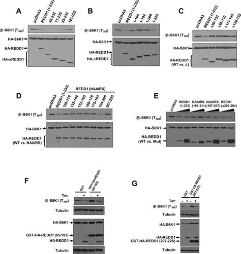 Structural Analysis And Functional Implications Of The Negative Mtorc1