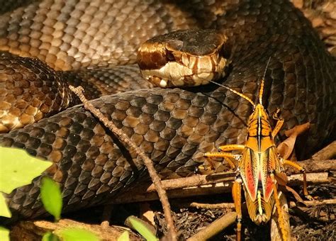 Florida Cottonmouth And Visiting Lubber