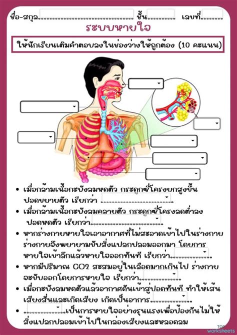 ใบงานระบบหายใจ ใบงานเชิงโต้ตอบ Topworksheets