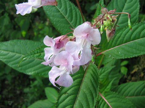 Himalayan Balsam People And Nature
