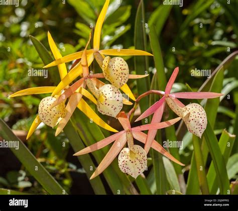 Cluster Of Unusual Yellow Flowers And Green Foliage Of Orchid