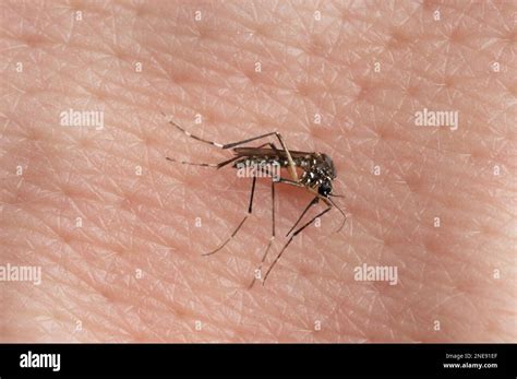Malaria Mosquito On Human Skin Background Macro Close Up View Stock
