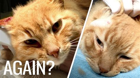 How Long Will A Cat Abscess Drain At Jack Radcliffe Blog