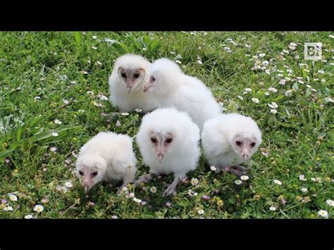 Fiocchi Azzurri E Rosa Al Parco Oltremare Di Riccione Nati 11 Cuccioli