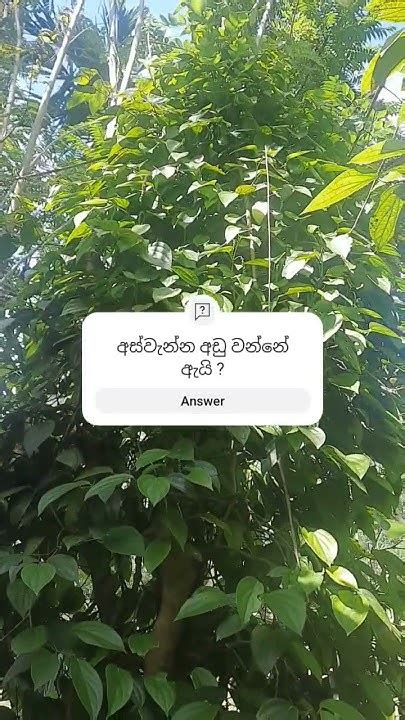 ගම්මිරිස් අස්වැන්න අඩු වන්නේ ඇයි Youtube