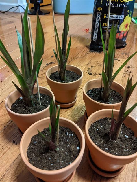 Separate Bromeliad Pups From Mother Plant A Complete Solution