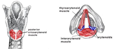 Larynx Muscle Anatomy