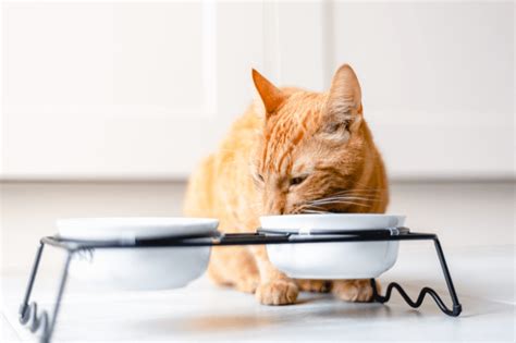 Can Cats Eat Blueberries Risks And How To Feed