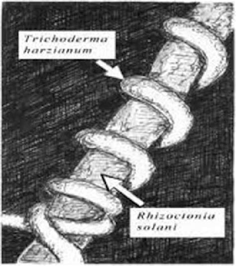 1 Hyphae Of Trichoderma Spp Wrapped Around The Pathogenic Fungus