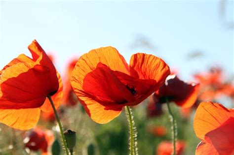 Premium Photo Close Up Of Poppy Flower