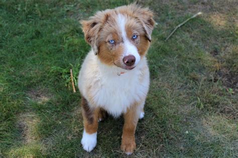 Walmsburg Castle Our Mini Australian Shepherds Breeding