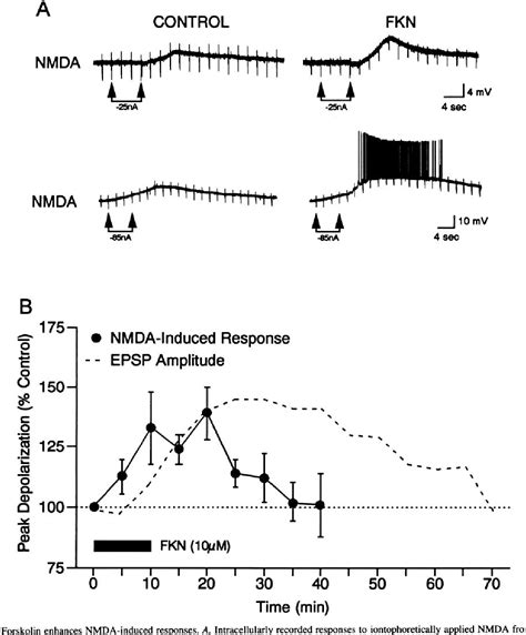 Figure 4 From Excitatory Synaptic Transmission In Neostriatal Neurons