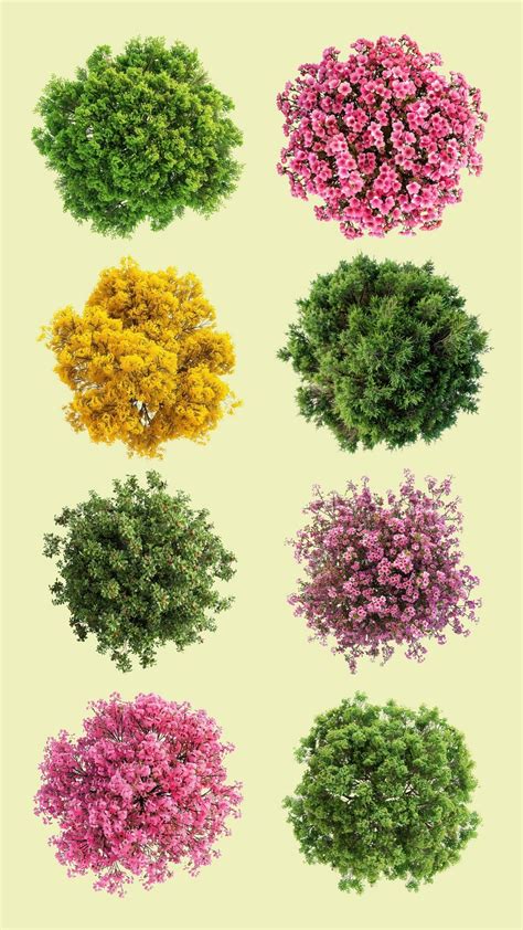 PNG Tree Top View Transparent Free PNG Rawpixel