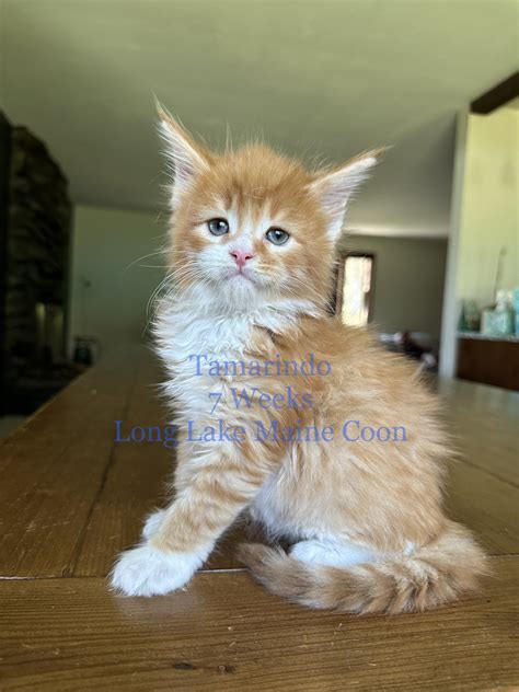 Red Maine Coon Kitten