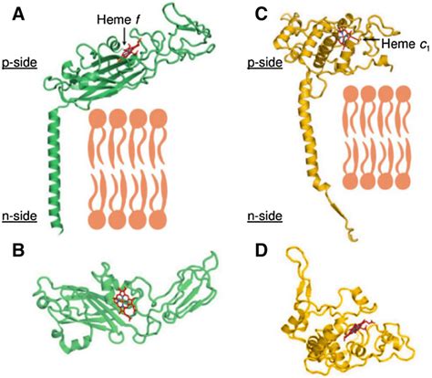 High Potential Electron Acceptor Of Cytochrome Bc Complexes Cyt F Of