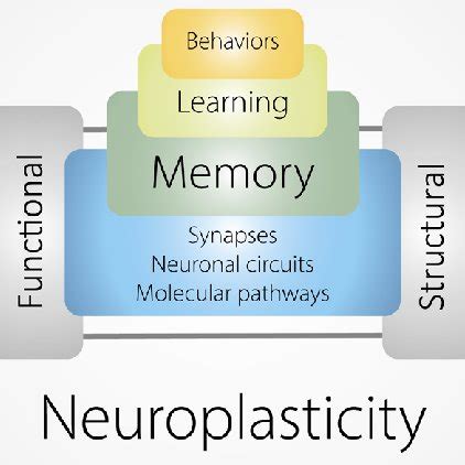 Hierarchy Of Memory Formation And Its Central Role Linking Structural Download Scientific