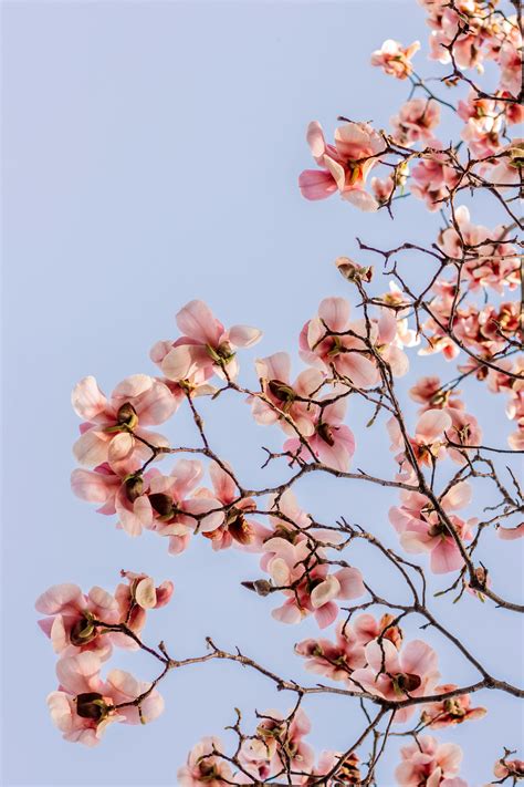 개화기 계절 꽃 고요한 꽃 꽃 가지 꽃 배경 꽃 장면 꽃 장식 꽃무늬 꽃이 만발한 나무 꽃이 피는 꽃잎