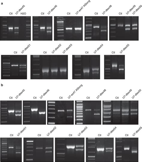 Comparison Of Exon Skipping Levels In Human Wild Type Or Duchenne Download Scientific Diagram