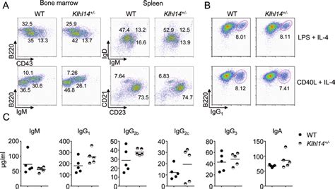 Normal B Cell Development And Maturation In Klhl14 − Mice A Left