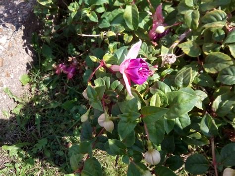Hardy Fuchsia Please Identify