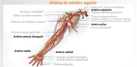 Membros Superiores Artérias Do Membro Superior Enfermagem Tronco