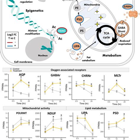 Expression Of Hox Genes In Deuterostomes The Hox Gene Cluster Is