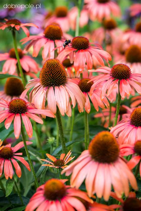 Szkółka Bylin Dobrepole Echinacea Julia Jeżówka