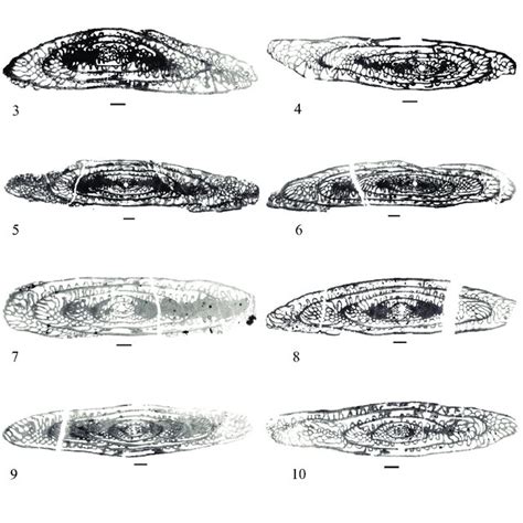 Distribution Diagram Of Fusulinids In Shishtu Section Download
