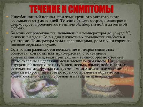 ЧУМА КРУПНОГО РОГАТОГО СКОТА Выполнила студентка группы БИО 08