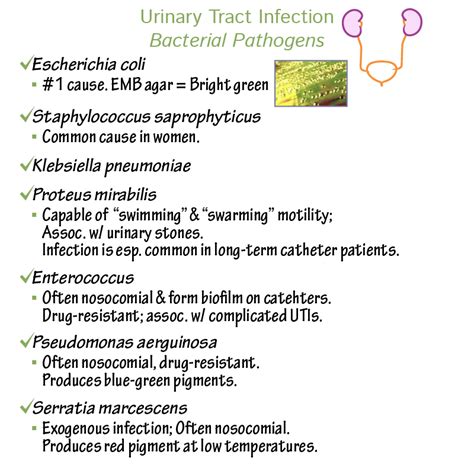 Immunology Microbiology Glossary Urinary Tract Infection Bacterial Pathogens Ditki