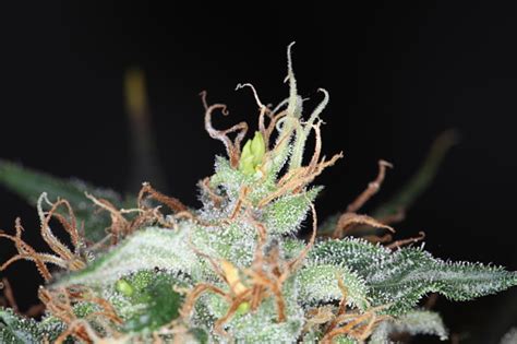 Tanaman Ganja Mekar Bunga Ganja Medis Foto Stok Unduh Gambar Sekarang