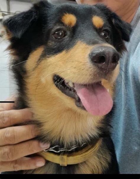 1 Year Old Rescue Found In Southeast Asia Any Thoughts On His Breed