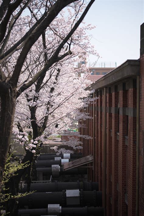Tokutomimasaki Masaki Tokutomi Flickr