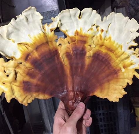 Ganoderma Multipileum Tf05 Culture Slant Terrestrial Fungi