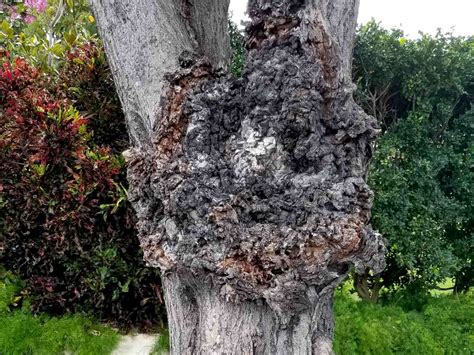 Crown Gall A Tumor Like Disease Infecting Trees And Shrubs