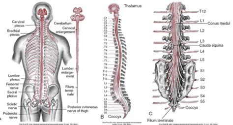 Module 2 Structure And Function Of The Neurologic System 3 Flashcards Quizlet