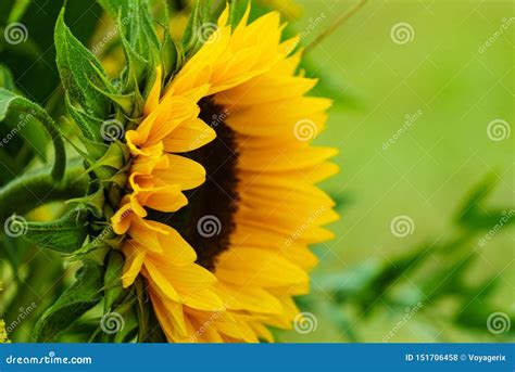 Ci Rrese Para Arriba En El Girasol Foto De Archivo Imagen De Girasol