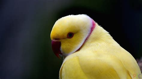 Желтый попугай с красными клювами (72 фото) - красивые фото и картинки ...