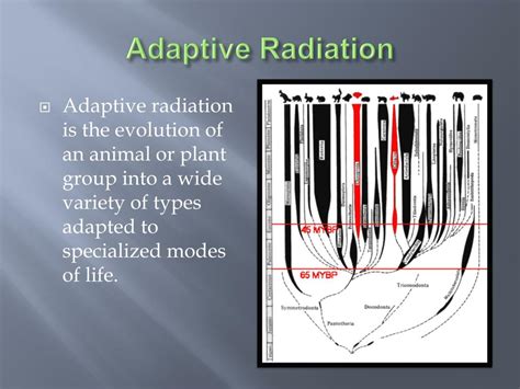 PPT What Favored Mammalian Adaptive Radiation And Was It Already Happening Before The Asteroid