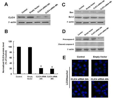 A Western Blot Analysis Of Clic4 Expression In U251 Cells Transfected