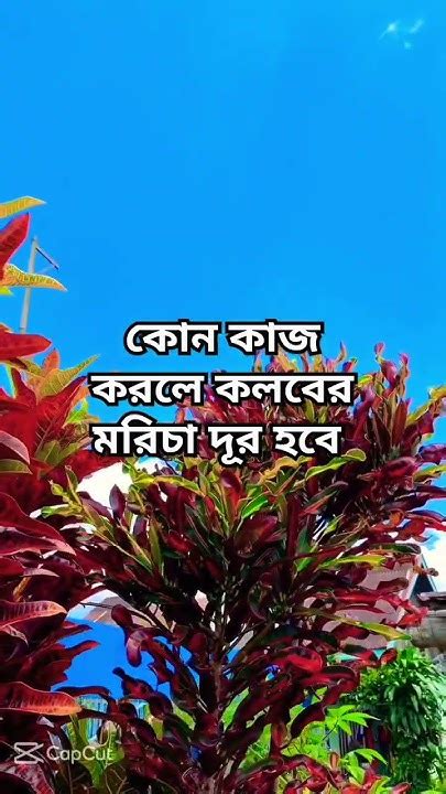 Islamicshortvideo Wazbangla Wazmahfil Banglaislamicwaz Waztime24