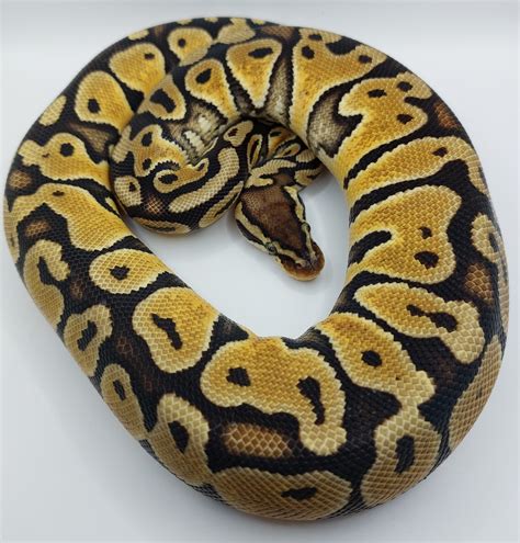 Pastel 100 Het Clown Pos Het Pied Ball Python By Knights Royal