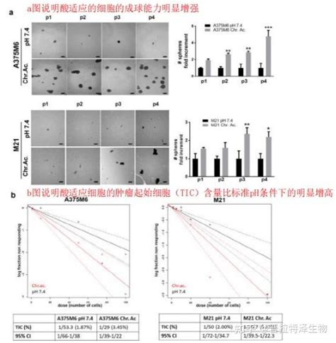 【跟着文献搞课题】之 酸性肿瘤微环境研究思路 知乎