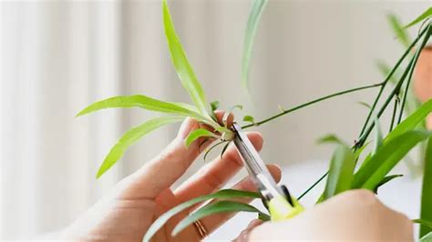 Propagating Spider Plant In Water A Step By Step Guide Forestry Reviews