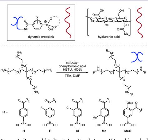 Figure 1 From Chemical Tuning Of Fibers Drawn From Extensible Hyaluronic Acid Networks